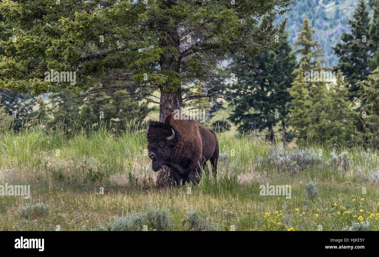 American megafauna hi-res stock photography and images - Alamy