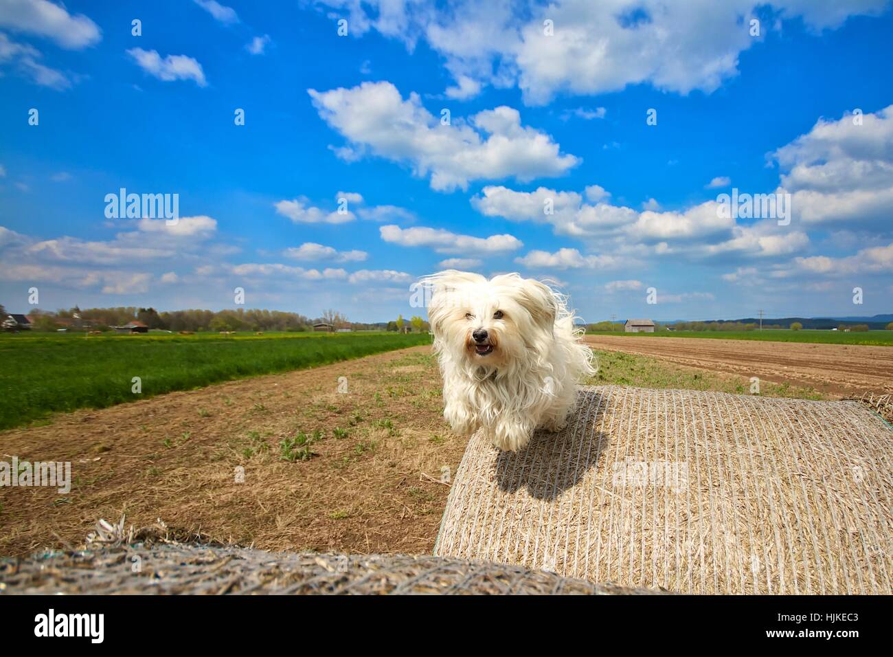 blue, dog, spring, bouncing, bounces, hop, skipping, frisks, jumping ...