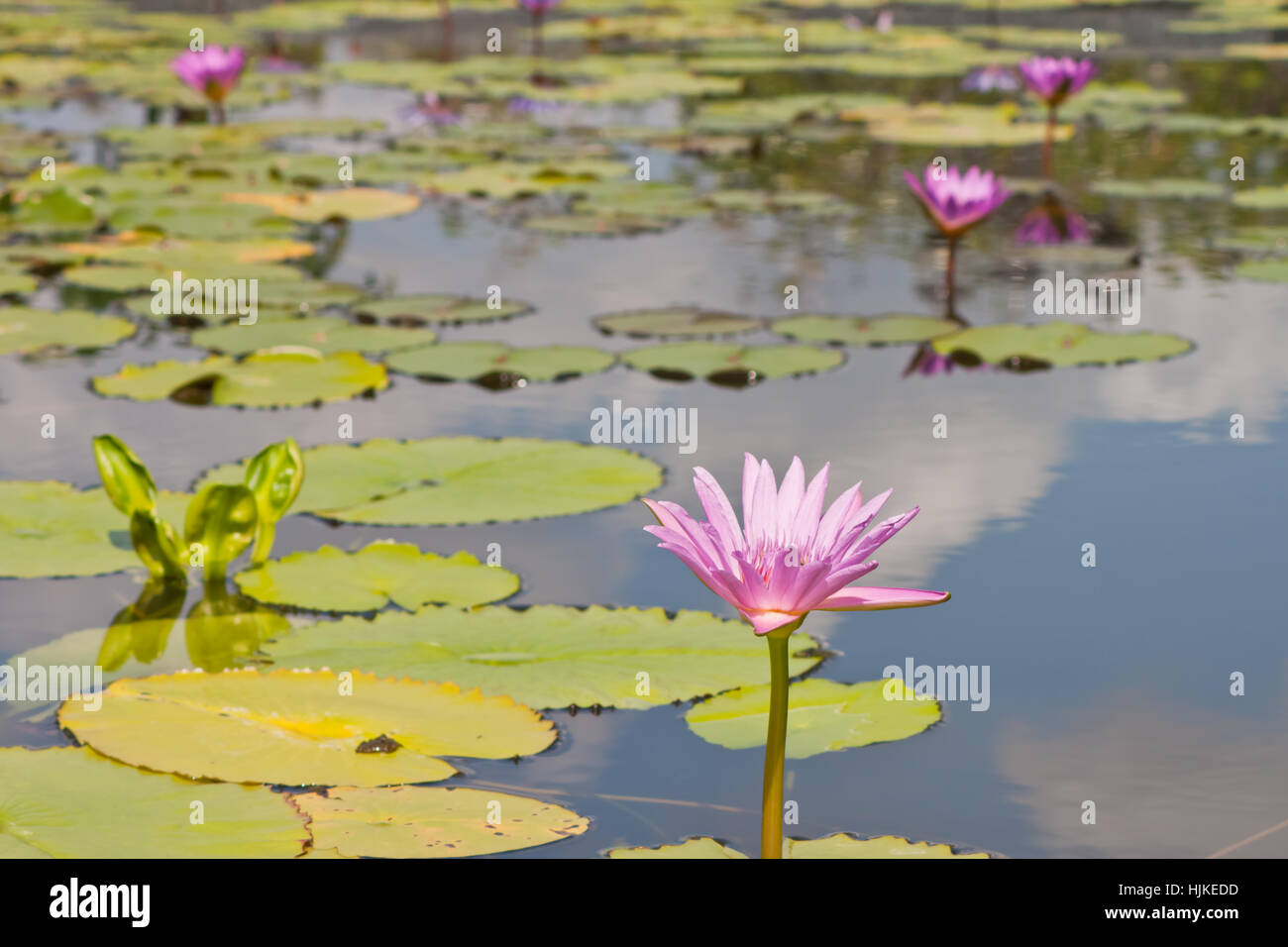 Inverted lotus flower hi-res stock photography and images - Alamy