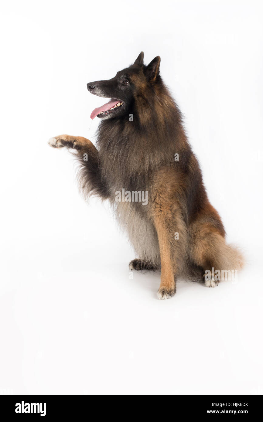 Dog, Belgian Shepherd Tervuren, sitting on white studio background ...