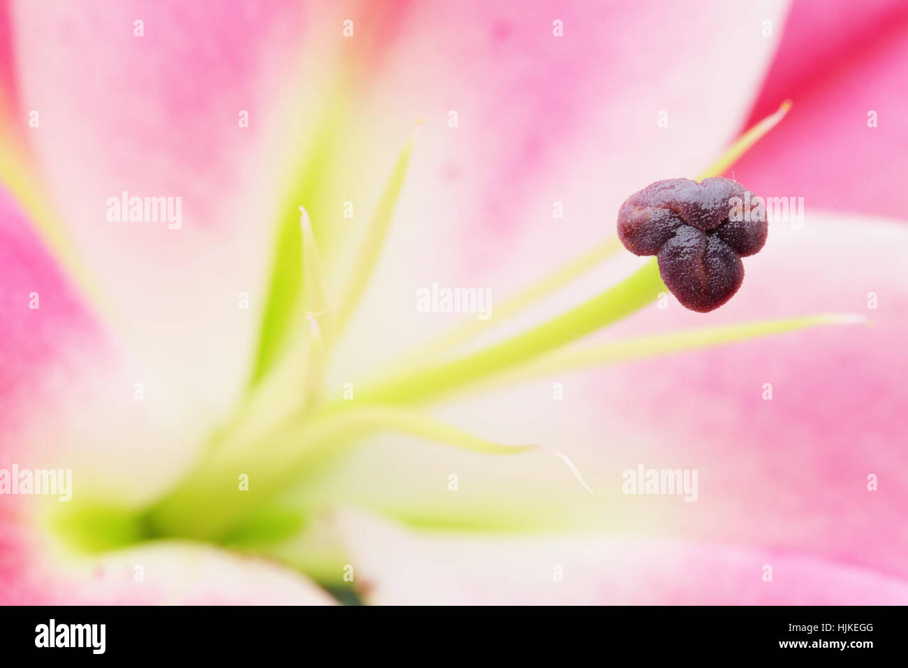 single, closeup, flower, plant, bloom, blossom, flourish, flourishing ...