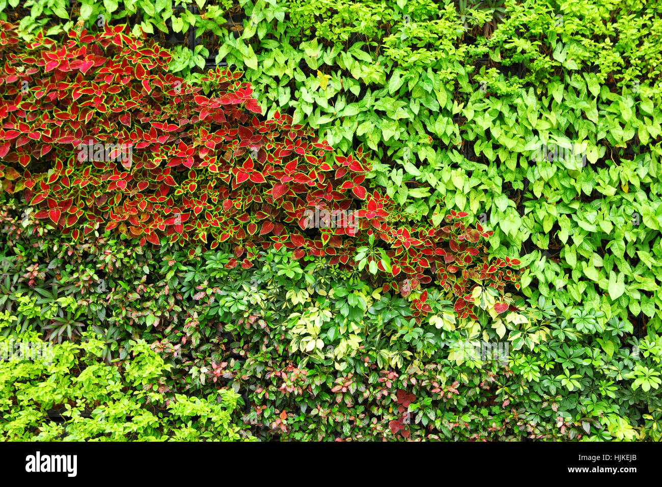 leaf, environment, enviroment, tree, park, garden, botany, wall ...