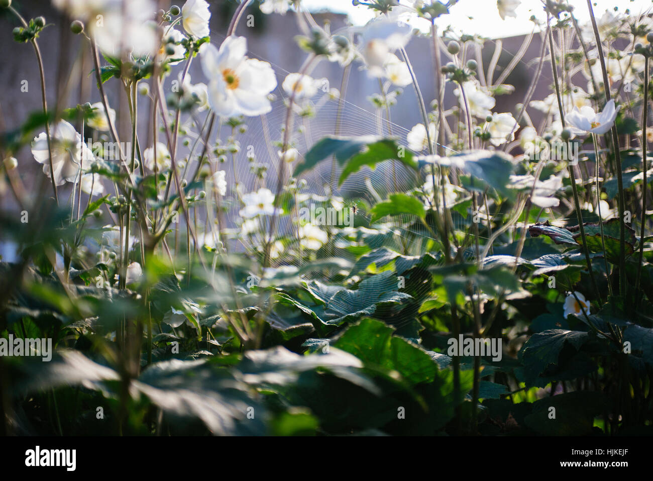 Japanese anemones in the sun Stock Photo - Alamy