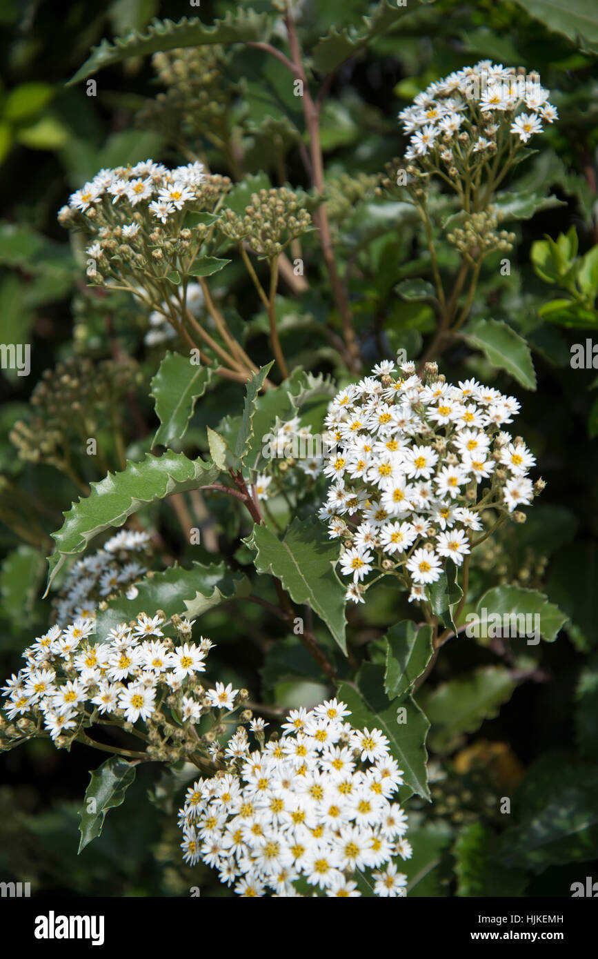 Brighton wild flowers hi-res stock photography and images - Alamy