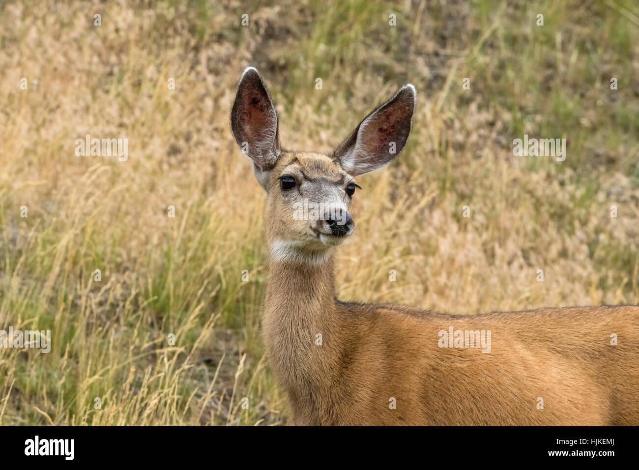 Mule deer in Yellowstone National Park Stock Photo - Alamy