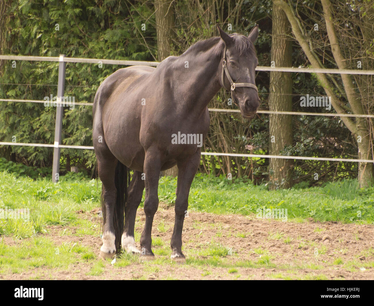 ride, horse, horses, foal, horseriding, willow, ride, horse, horses ...
