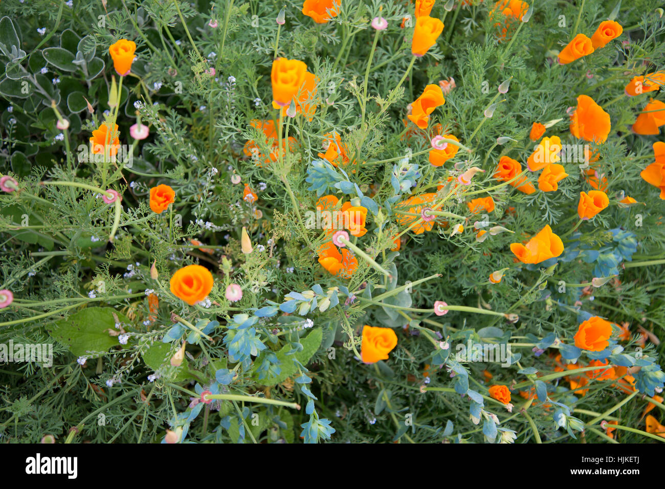 Brighton wild flowers hi-res stock photography and images - Alamy