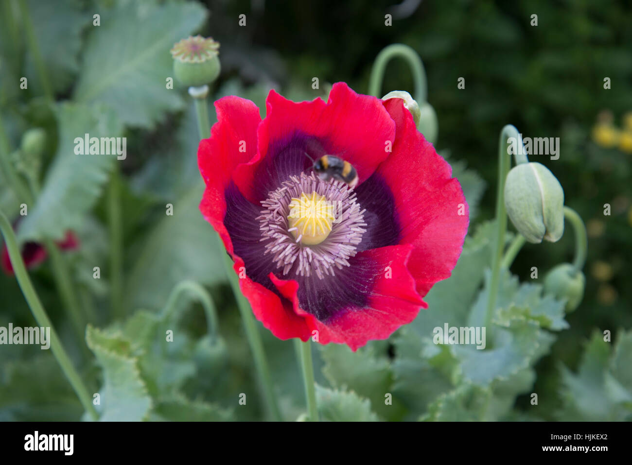 Red and black poppy in an English cottage garden, Sussex Stock Photo ...