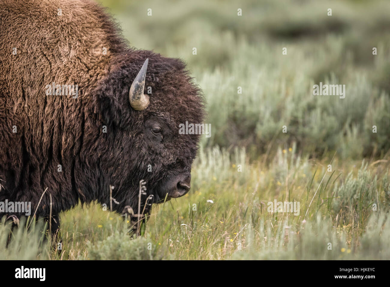 American Bison in Yellowstone National Park Stock Photo - Alamy