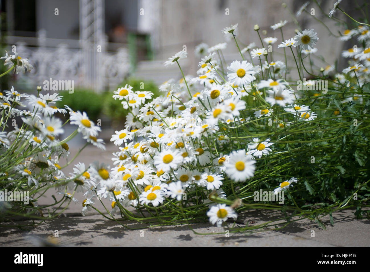 Garden English Daisy Stock Photos & Garden English Daisy Stock Images ...