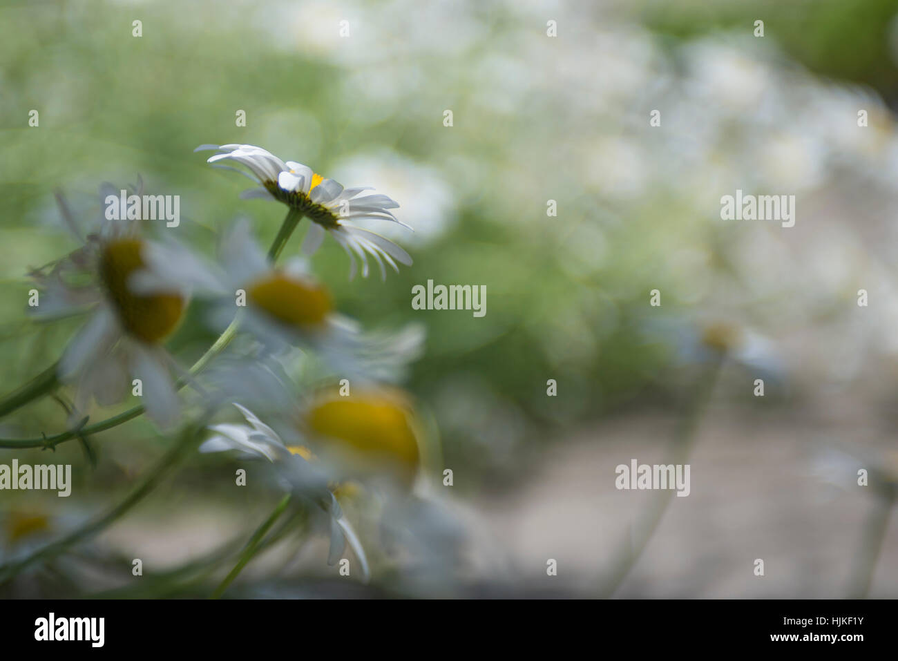 Daisies and cottage garden hi-res stock photography and images - Alamy