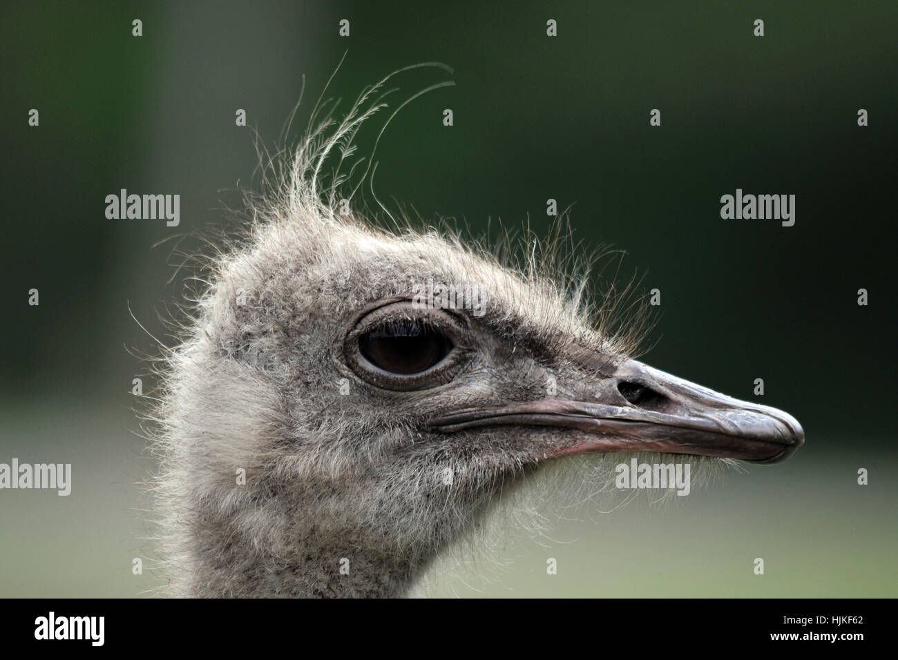 bird, birds, eyes, look, glancing, see, view, looking, peeking, looking ...