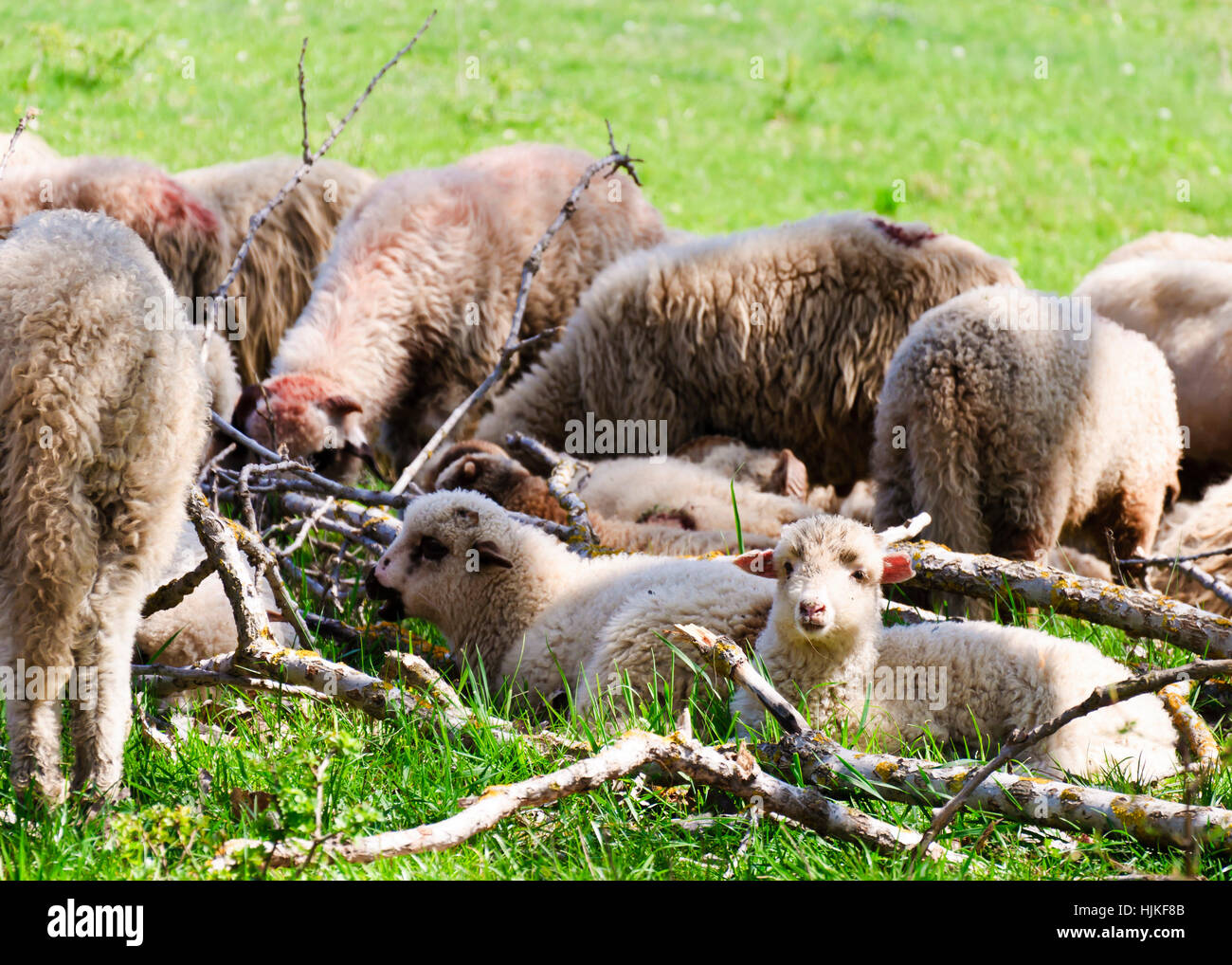 mammal, landscape, scenery, countryside, nature, meadow, lamb, natural ...