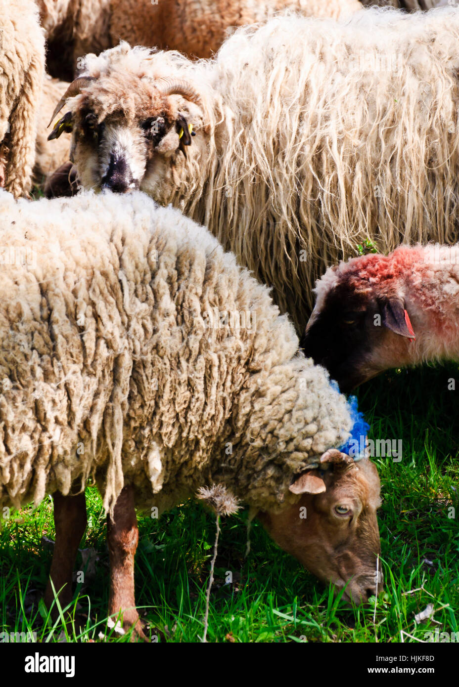 mammal, landscape, scenery, countryside, nature, meadow, lamb, natural ...