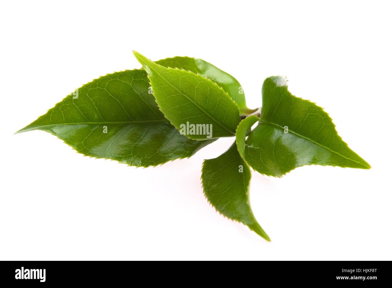 tea, drinks, leaf, isolated, closeup, freshness, branch, plants ...