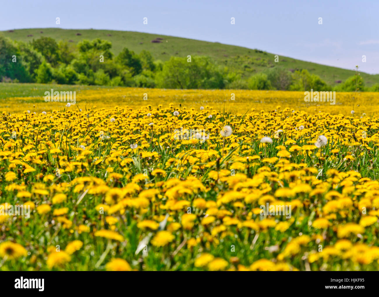 environment, enviroment, flower, plant, agriculture, farming, field ...