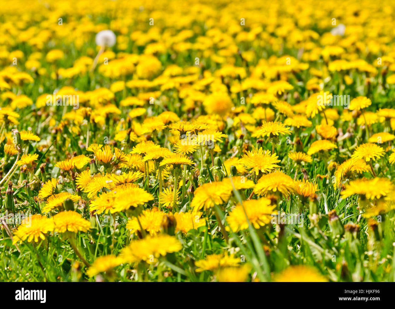 environment, enviroment, flower, plant, agriculture, farming, field ...