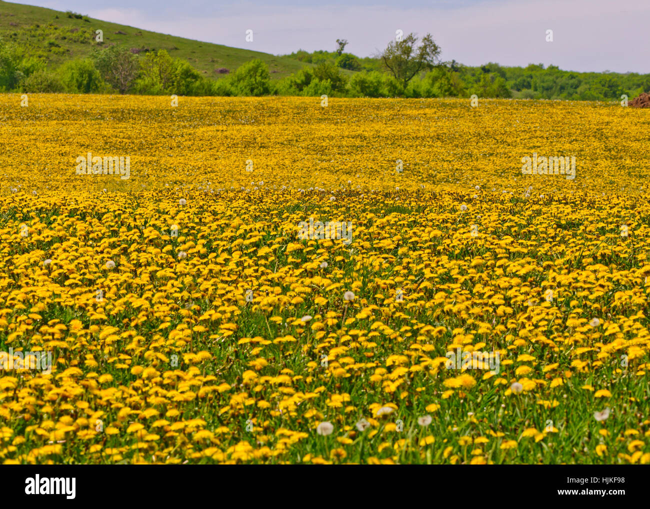 environment, enviroment, flower, plant, agriculture, farming, field ...