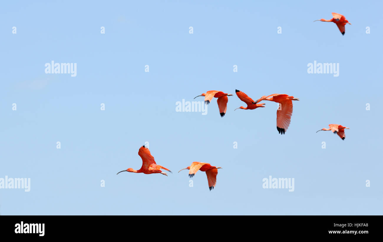 animal, bird, ibis, fly, flies, flys, flying, scarlet ibis, eudocimus ...