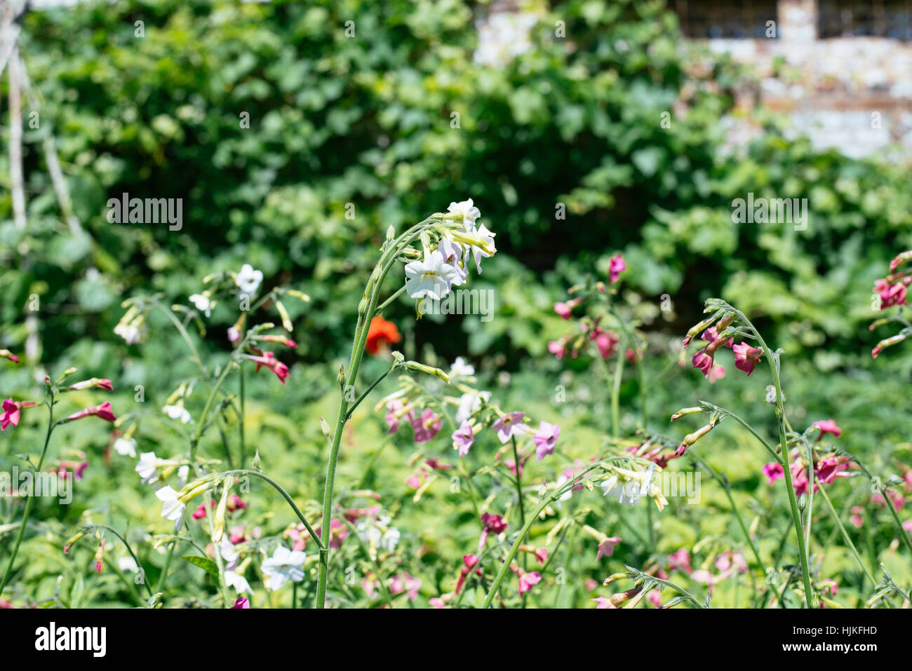 English cottage flower border, Sussex Stock Photo - Alamy
