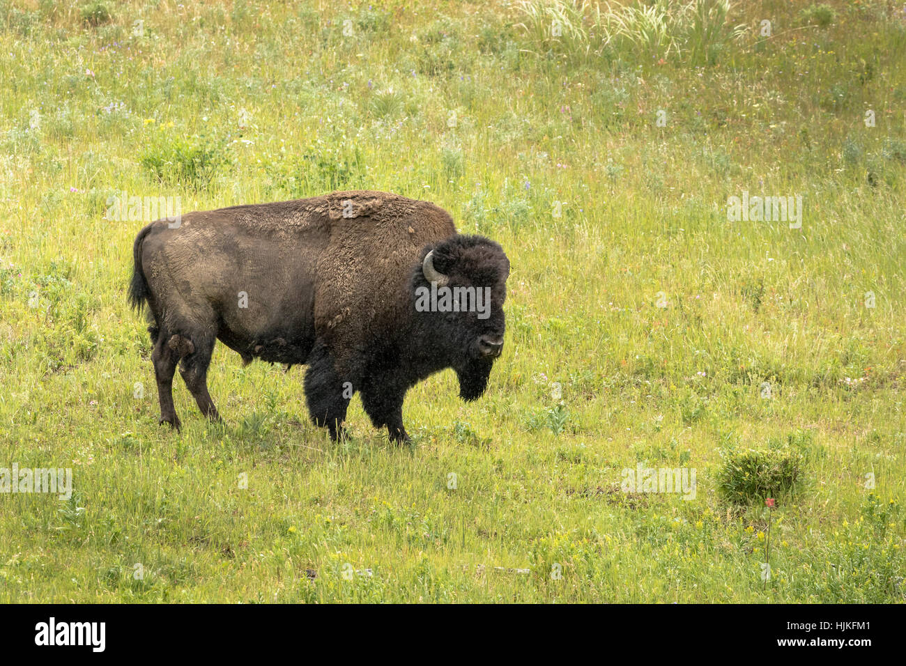 American megafauna hi-res stock photography and images - Alamy