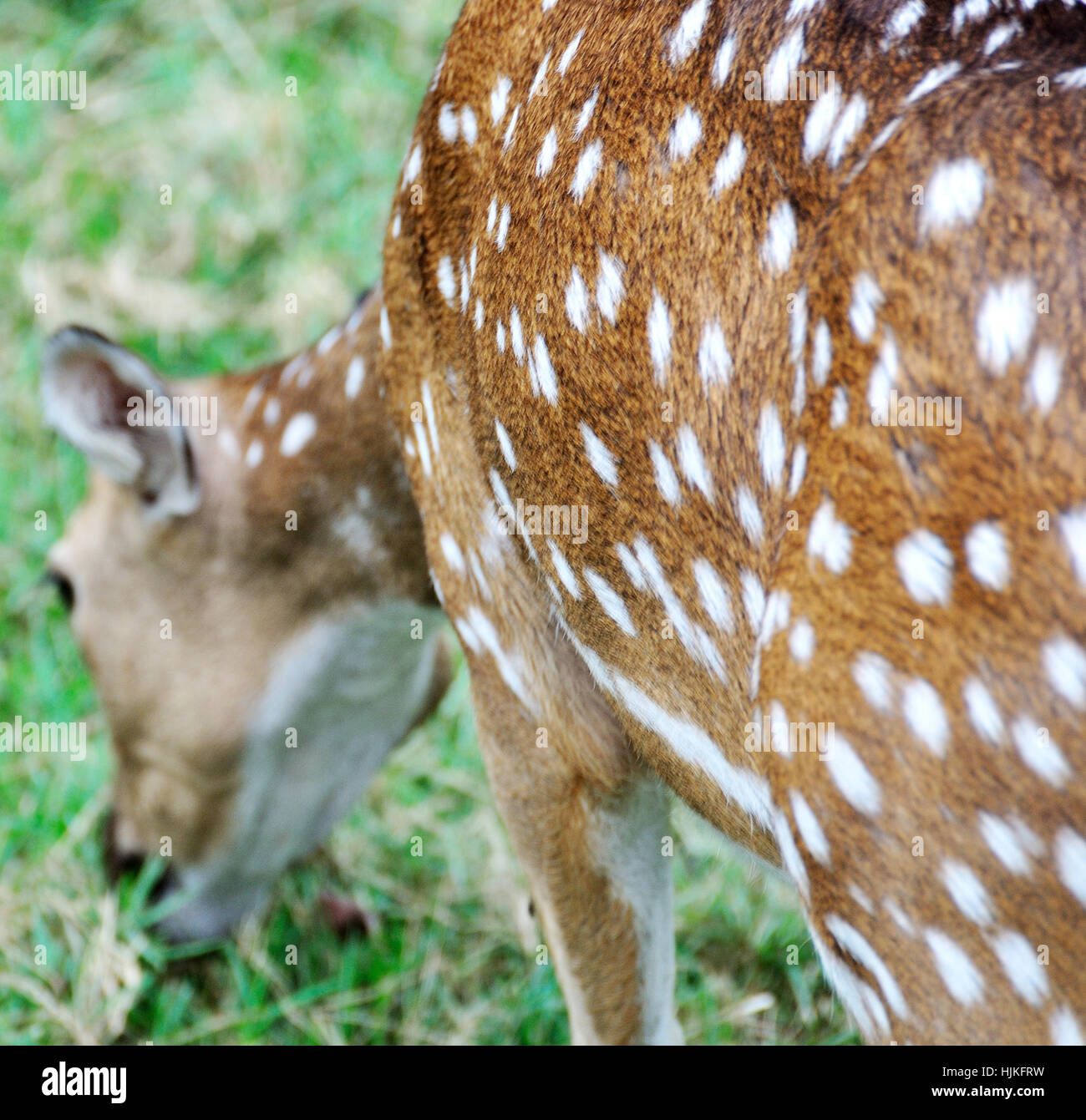 animals, mammals, deer, spot, spots, meadow, grass, lawn, green ...