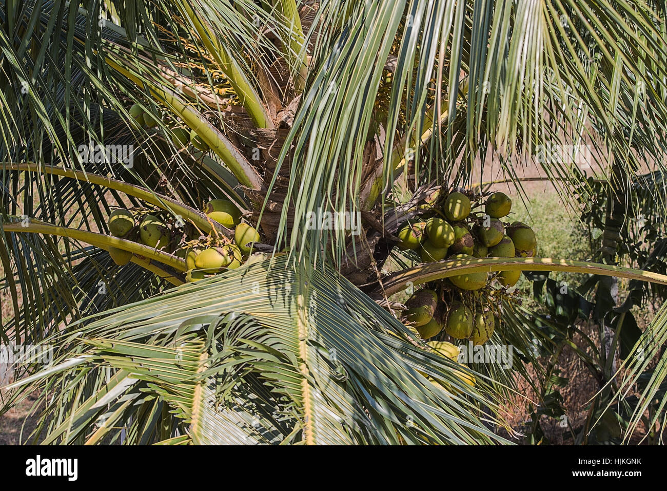 photograph of coconuts on a palm tree in the sunshine Stock Photo - Alamy
