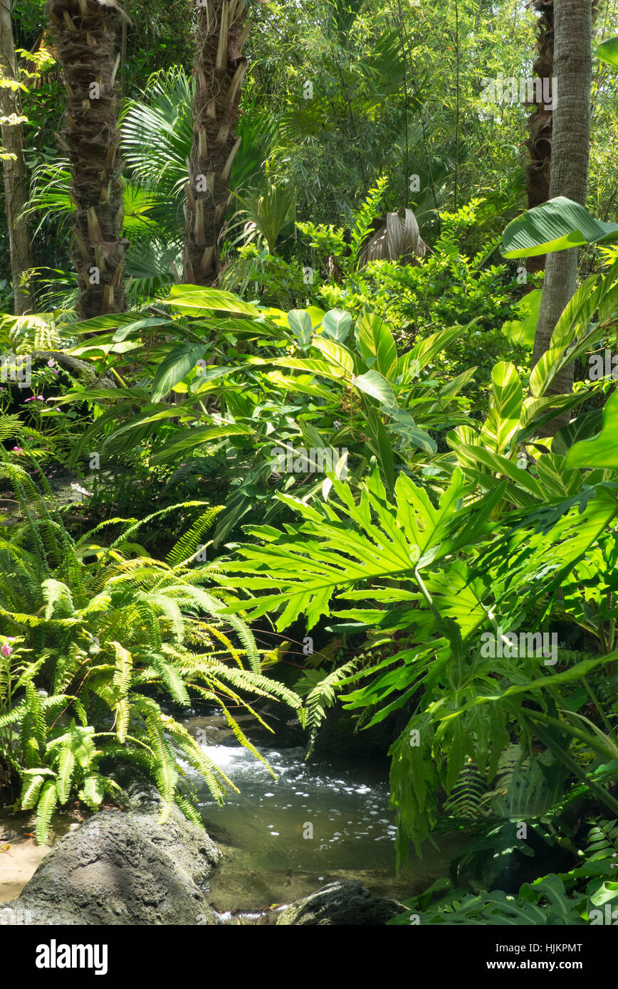 Tropical rain forest, Florida, USA Stock Photo - Alamy