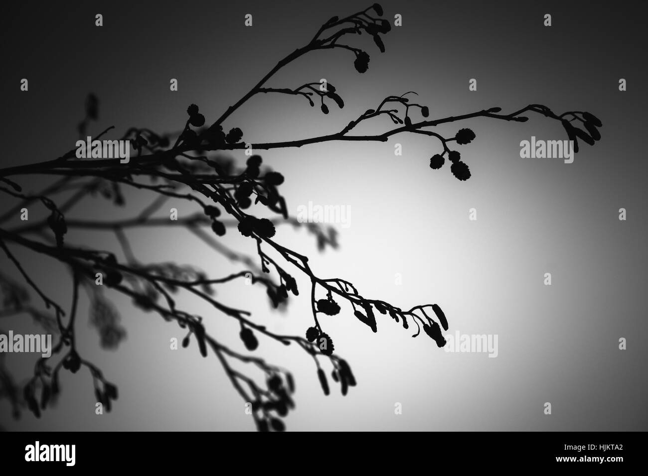 Alder tree branches, black and white close up photo Stock Photo - Alamy