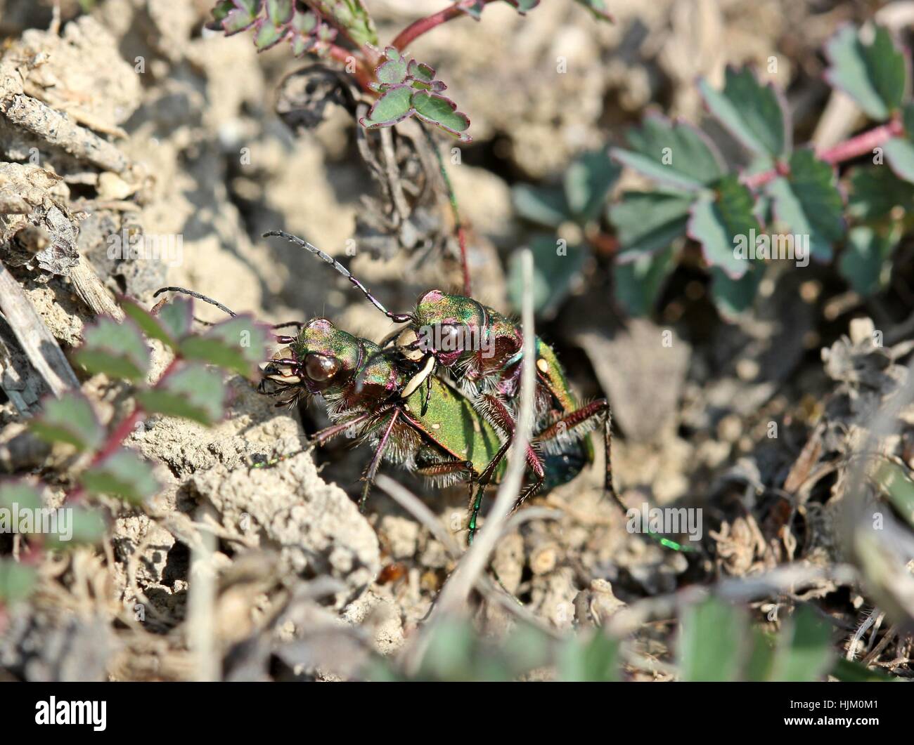 Feldsandlufer hi-res stock photography and images - Alamy