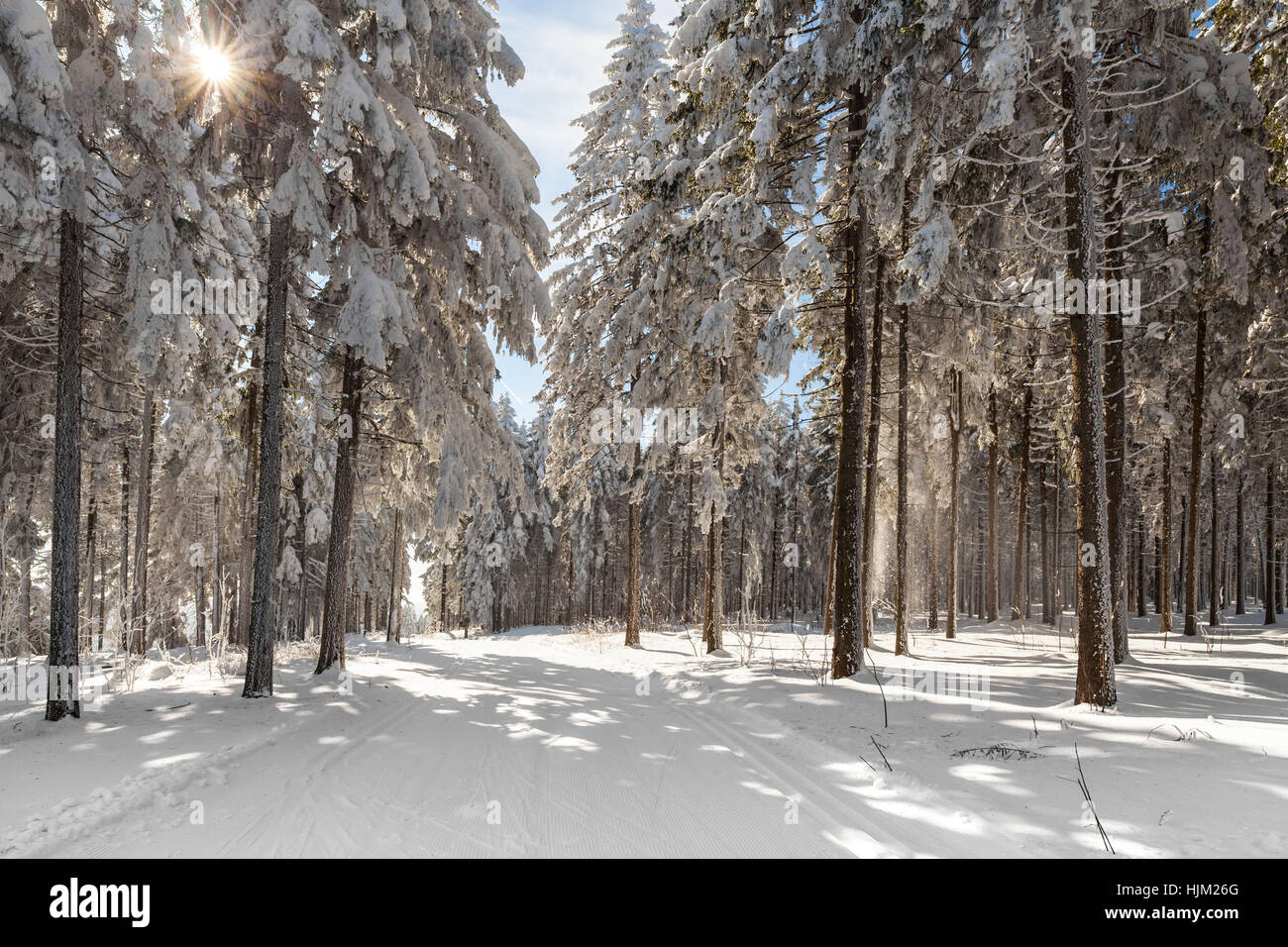 blue, tree, trees, winter, cold, icy, firmament, sky, snow, blue, tree ...