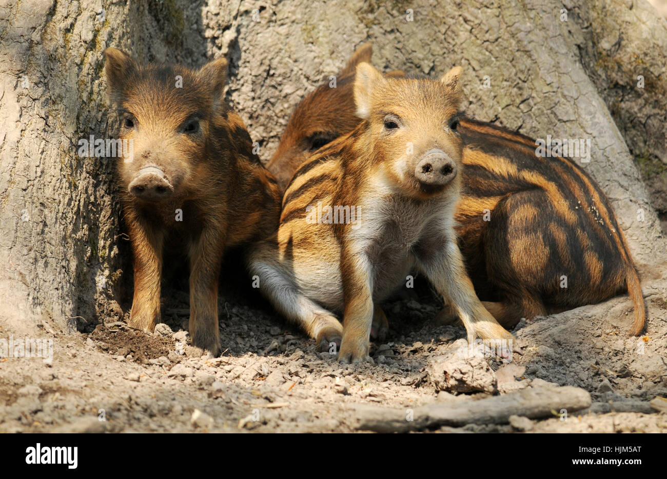 wild boar, pig, young of a wild boar, piglet, oak, wild boar, pig ...