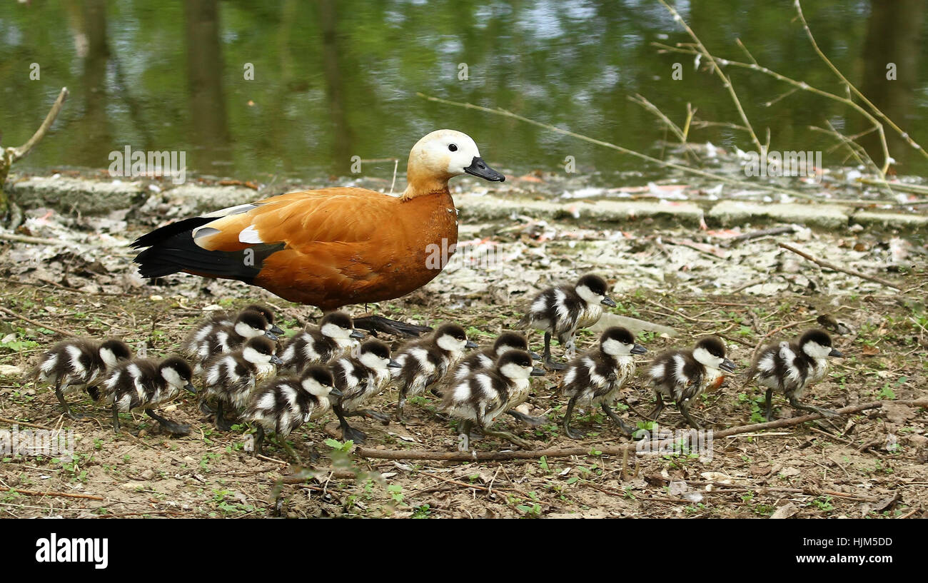 Single familiy hi-res stock photography and images - Alamy