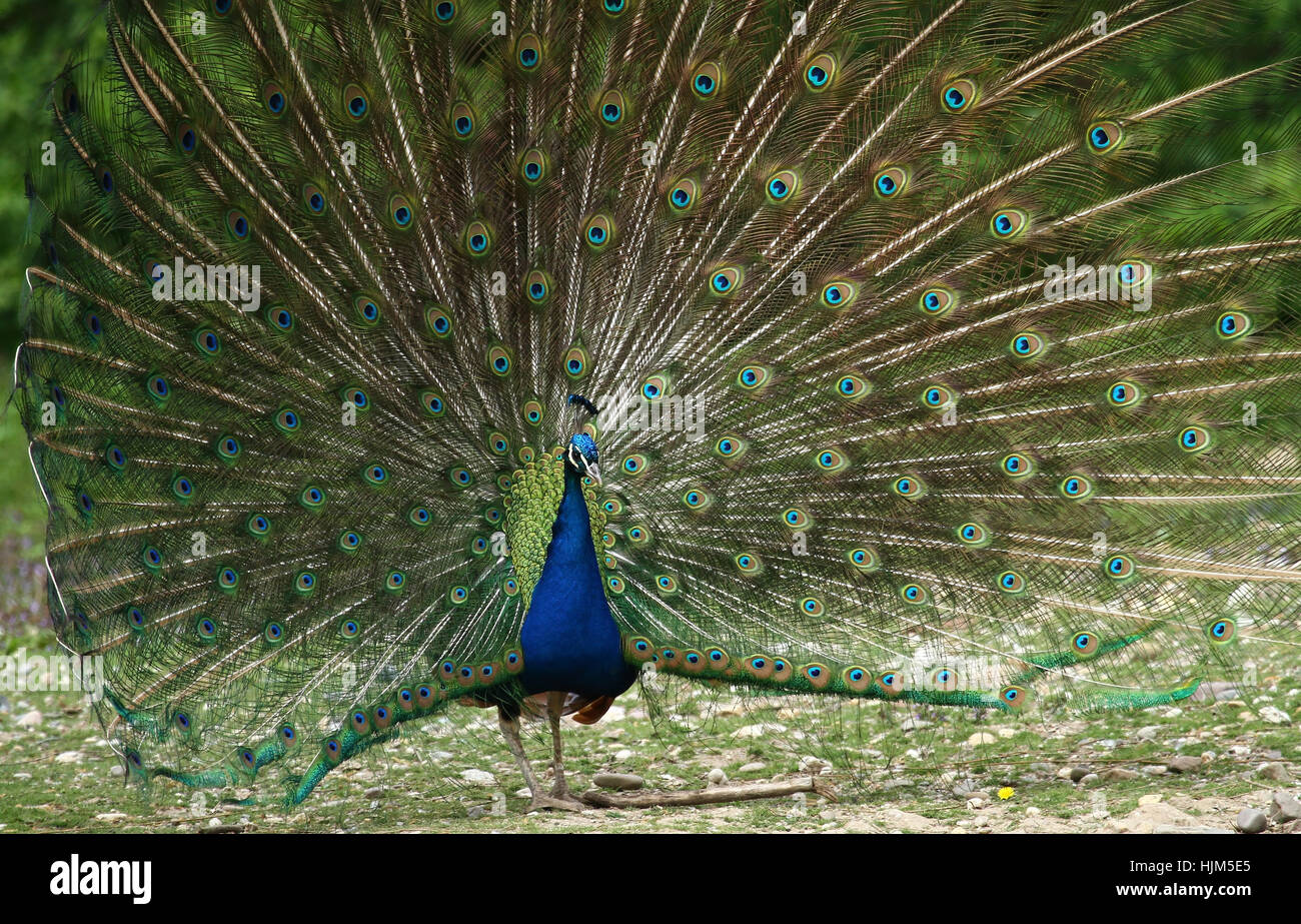 blue, wheel, portrait, feathering, crown, peacock, braggarts, to court ...
