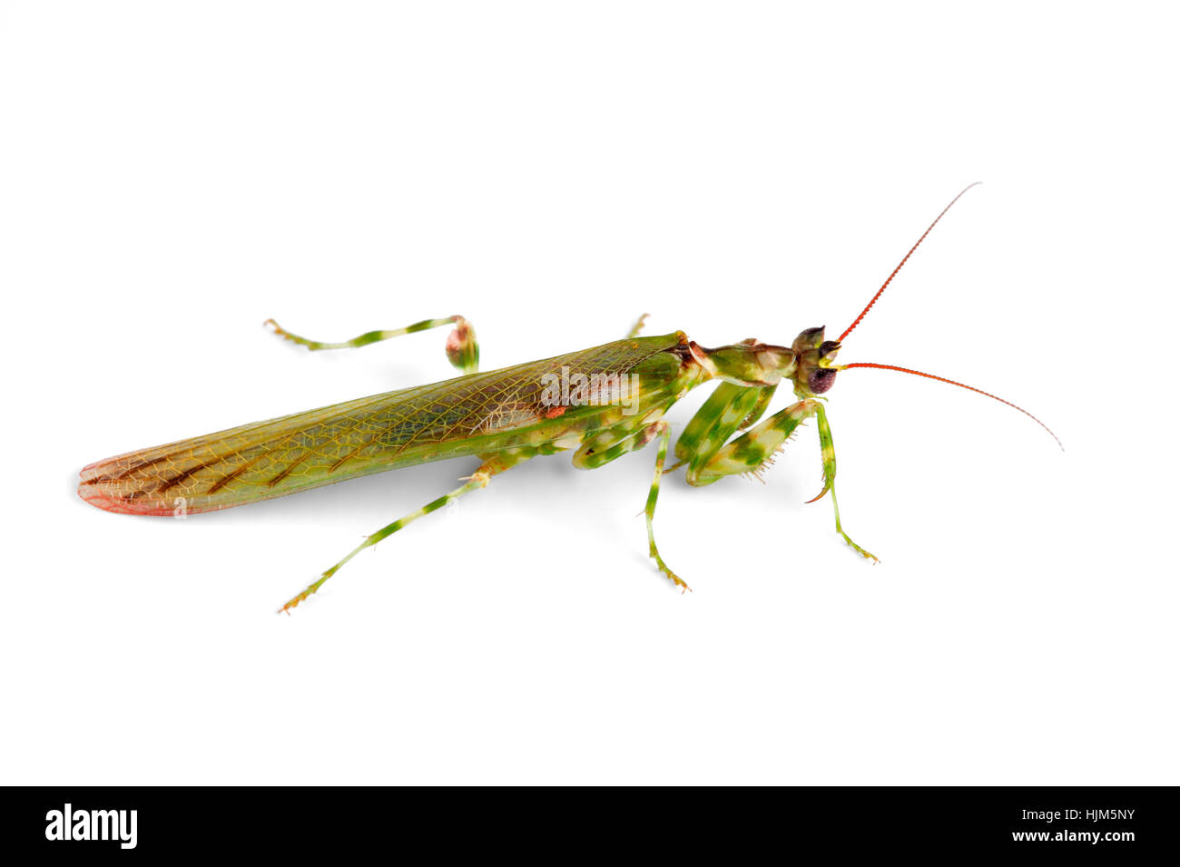isolated, insect, isolation, nature, close, legs, macro, close-up ...