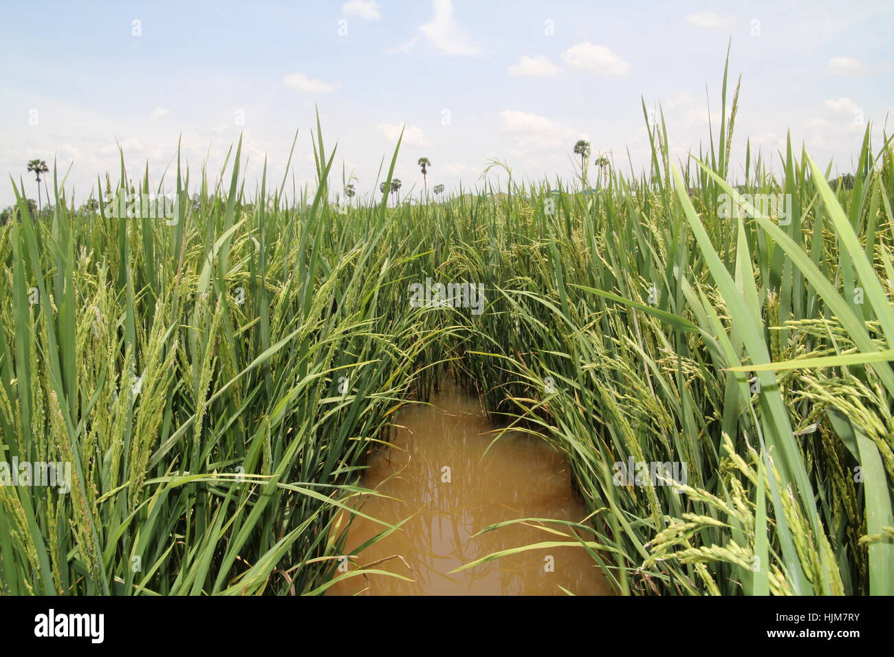 paddy field, rice, stalk, environment, enviroment, tree, animal, flower ...