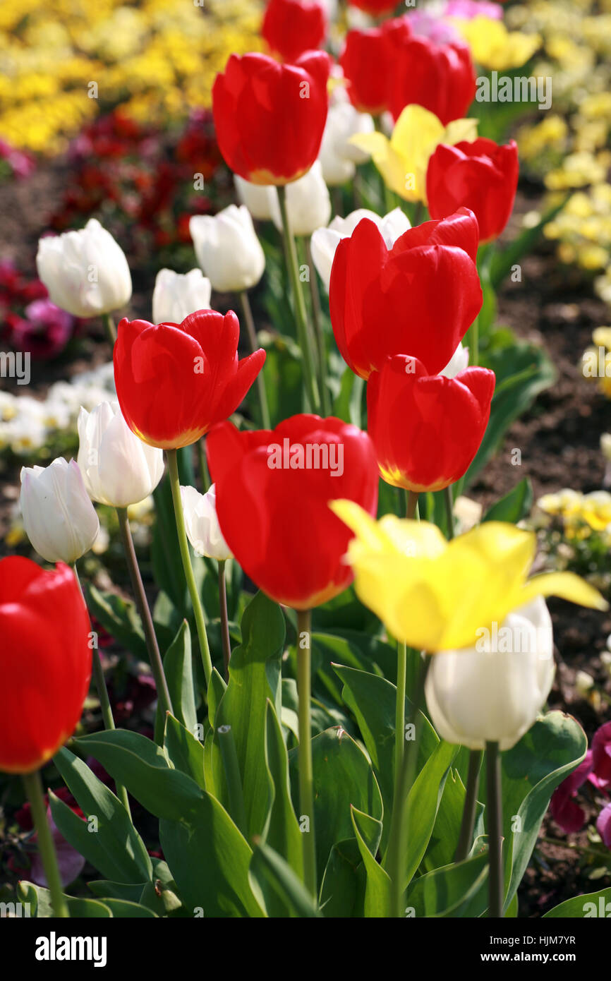 coloured, colourful, gorgeous, multifarious, richly coloured, flower ...