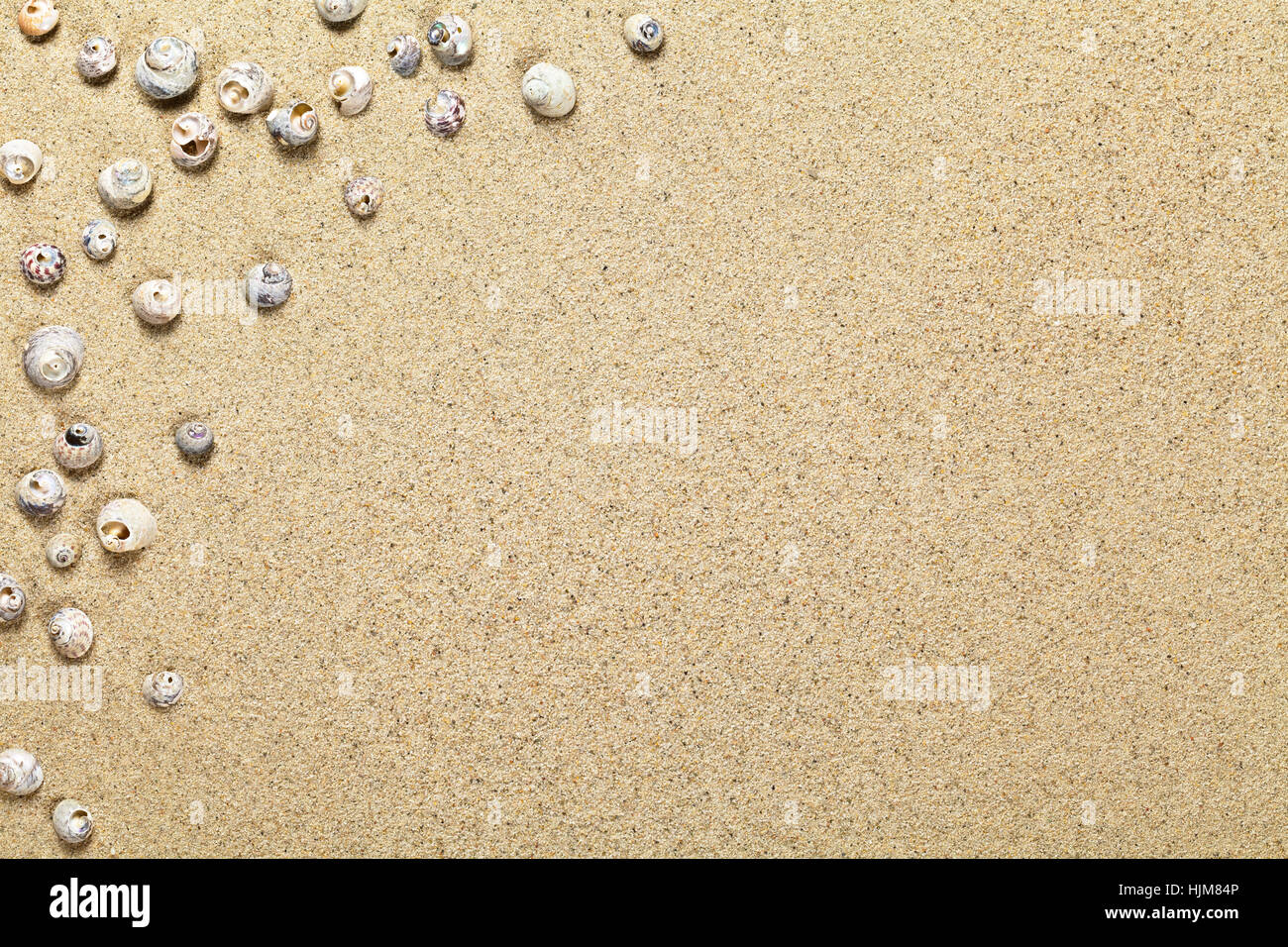 shells on sand Stock Photo - Alamy