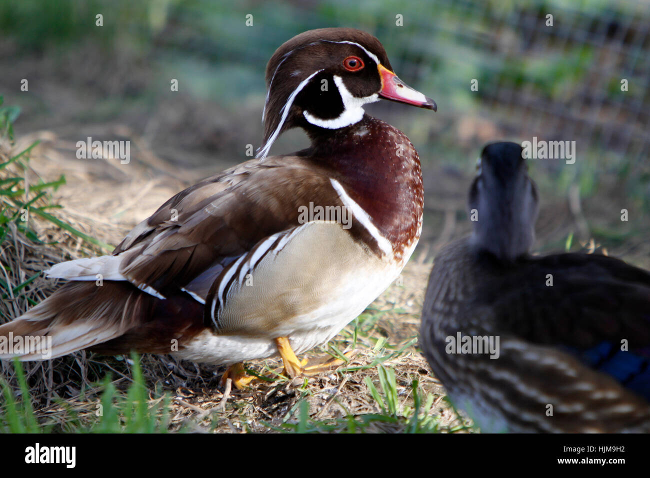 bird, birds, duck, waterfowls, waterfowl, drake, male, animal, bird ...