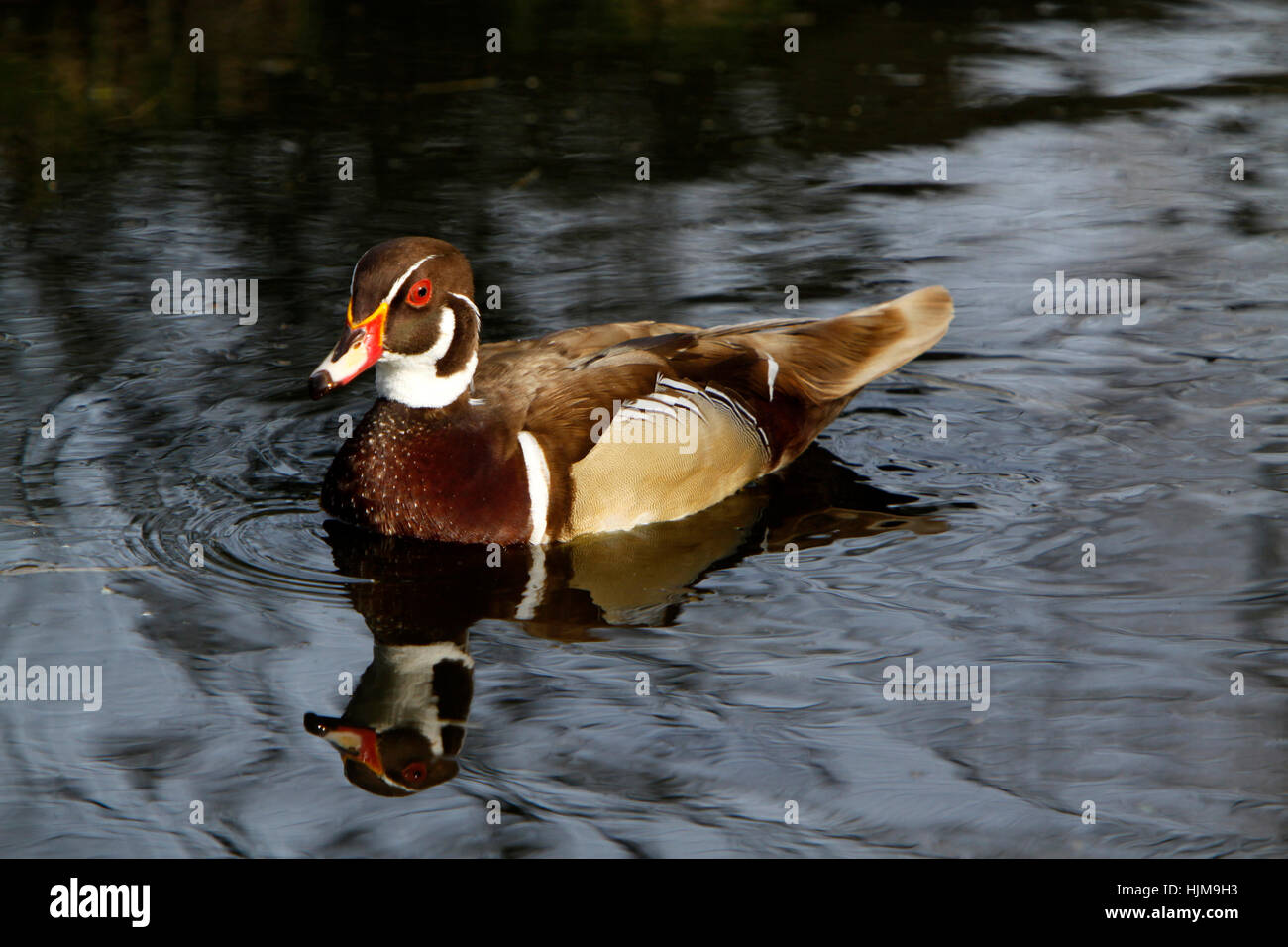 bird, birds, duck, waterfowls, waterfowl, drake, male, animal, bird ...