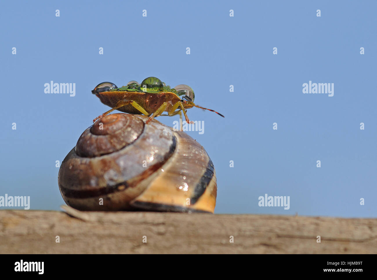 snail, snail shell, bug, water drop, waterdrop, water, insect, raindrop ...