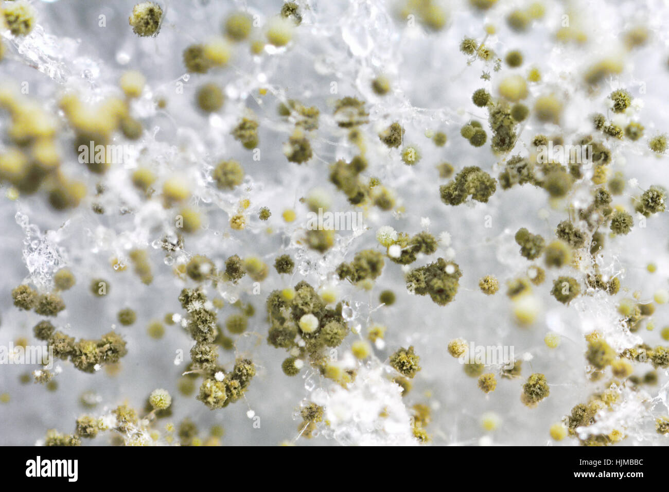 Filamentous Bacteria Stock Photos & Filamentous Bacteria Stock Images ...