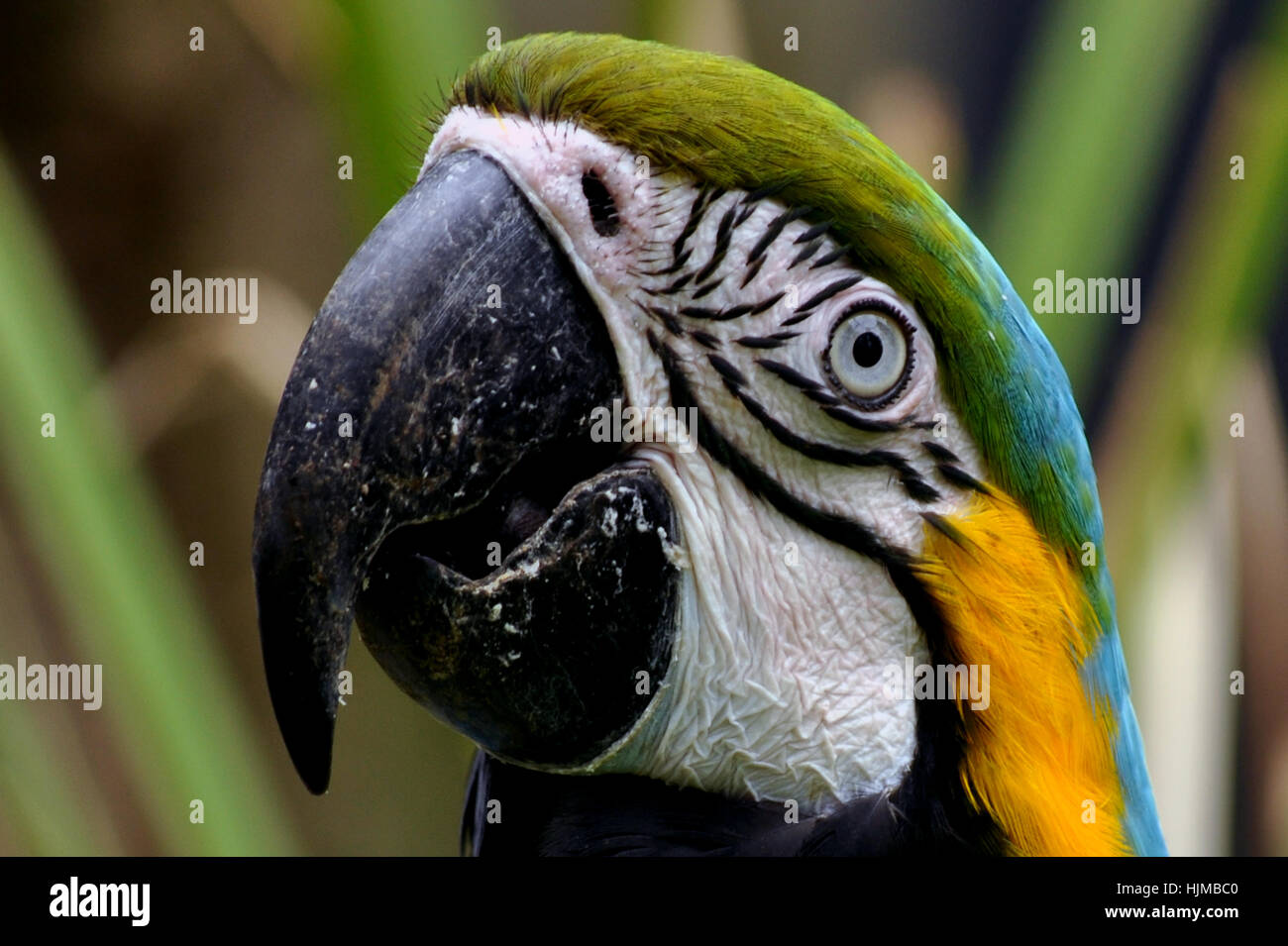 bird, birds, feathers, beak, beaks, parrot, nature, bird, birds ...