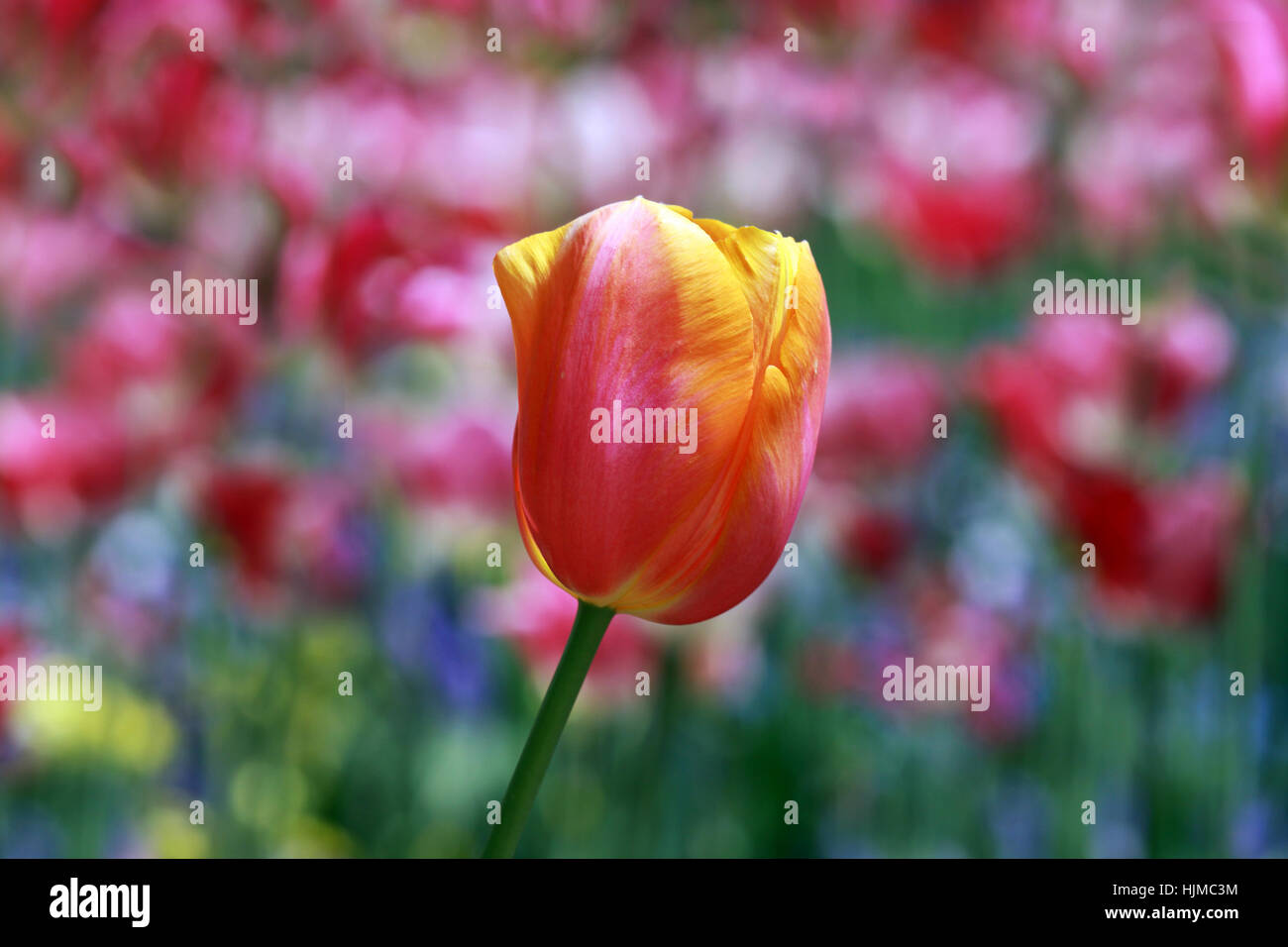 Variegated pigment hi-res stock photography and images - Alamy