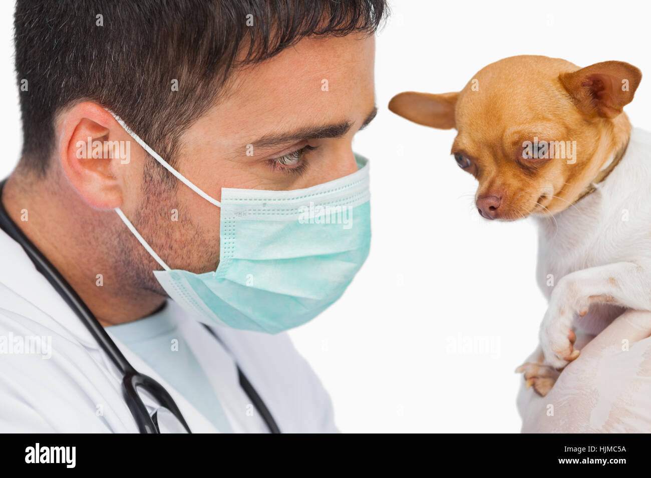 Vet holding chihuahua and wearing protective mask on white background ...
