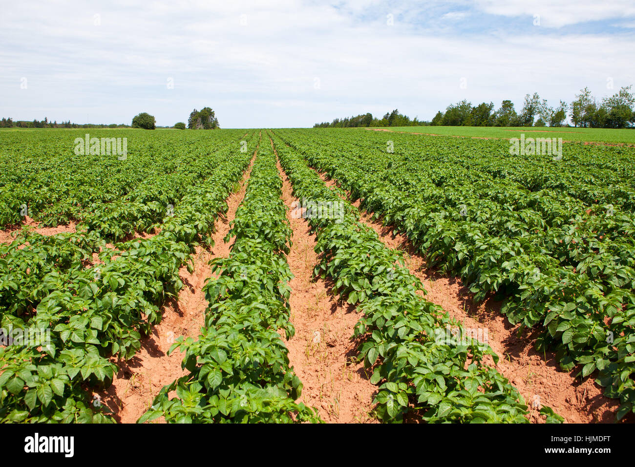 agriculture, farming, field, farm, potato, plant, potatoe, ground, soil ...