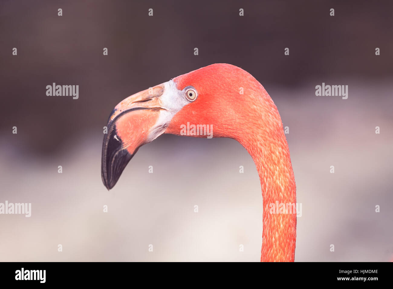 exotic bird flamingo in nature, note shallow depth of field Stock Photo ...