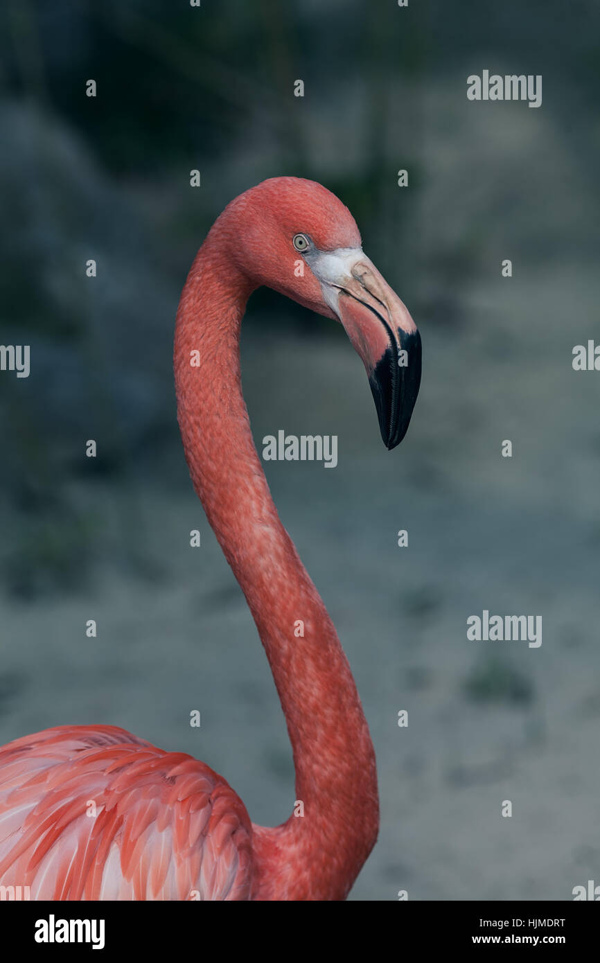 exotic bird flamingo in nature, note shallow depth of field Stock Photo ...