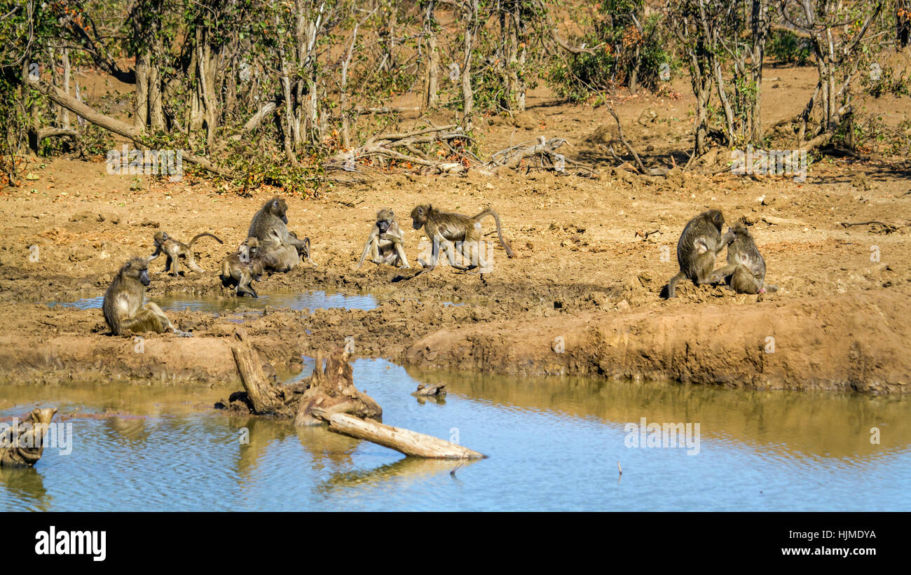 Baboon at water hole hi-res stock photography and images - Alamy