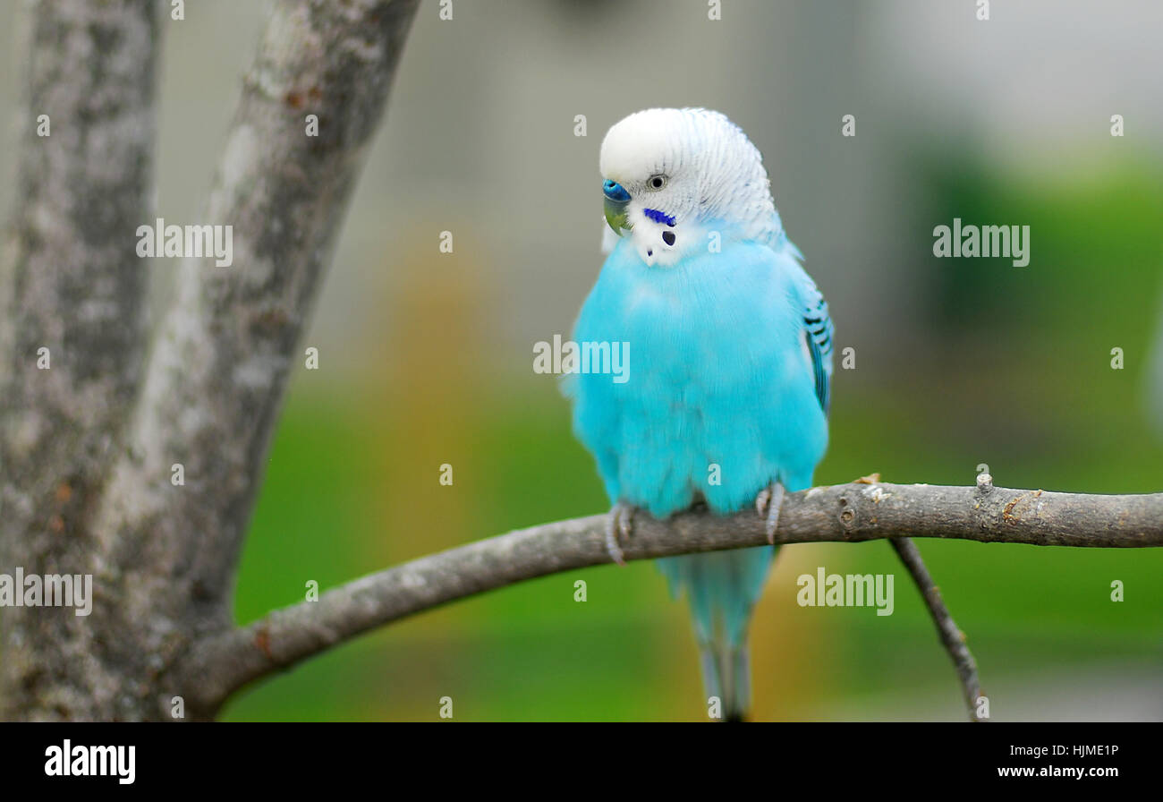 blue budgie parrot pet bird also known as Budgerigar Melopsittacus ...